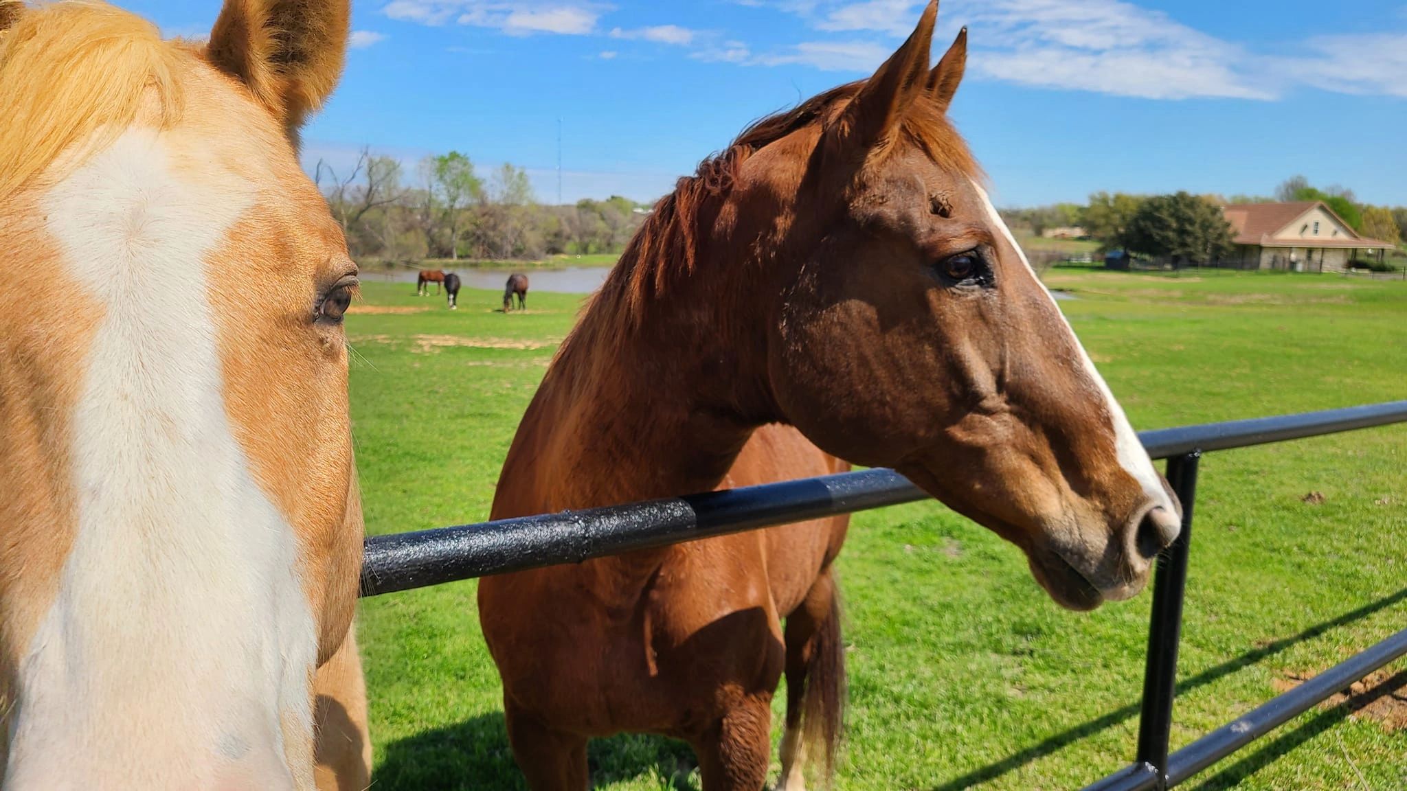 Equestrian Facilities in Dallas Forth Worth, TX | Lobos Horse Ranch ...