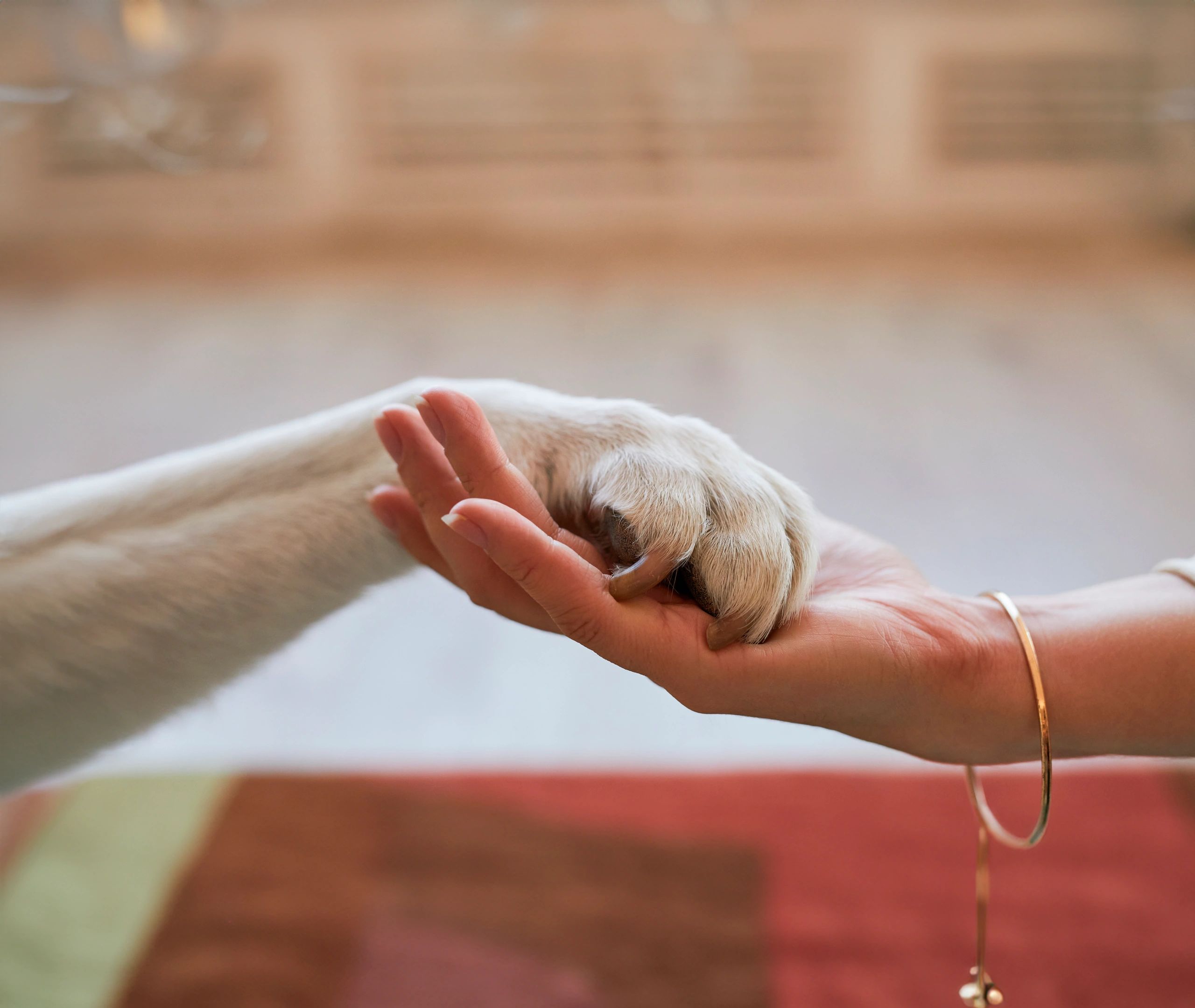Paw Master Technology Ltd