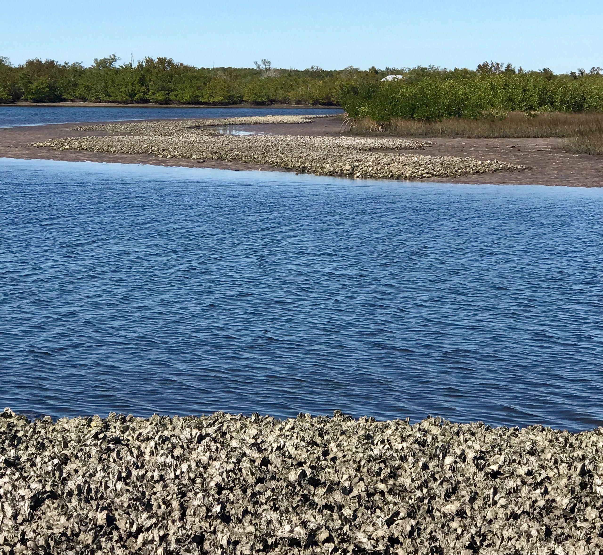 Oyster River Ecology - Habitat Restoration, Water Quality Improvments