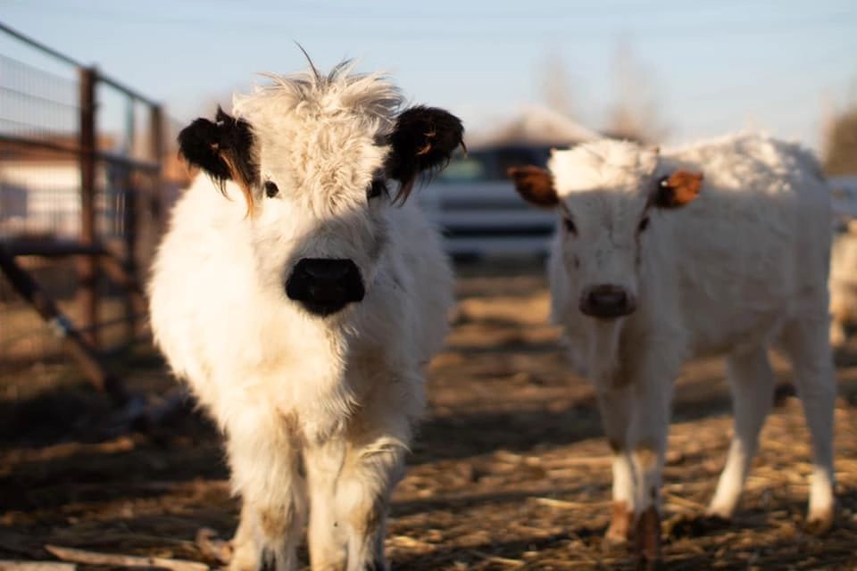 D&D Miniature Cattle Company