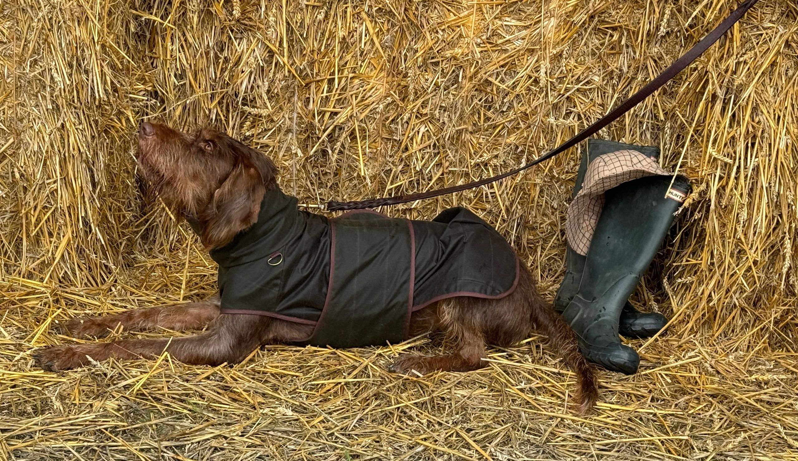 Bark and Stitch website