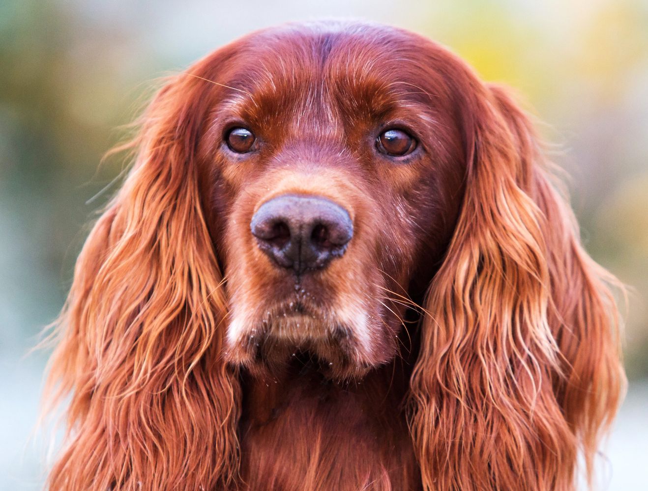 Dog Rescue - Save Our Setters