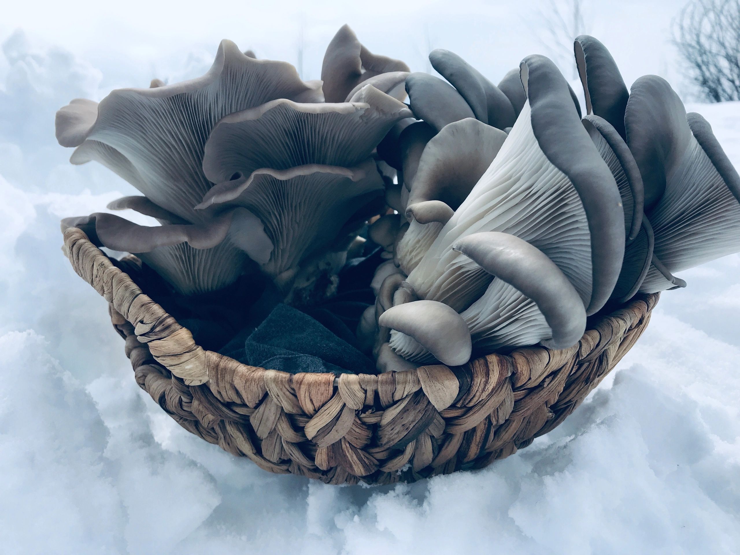 Morning Dew Mushrooms - Teton Grown Gourmet Mushrooms