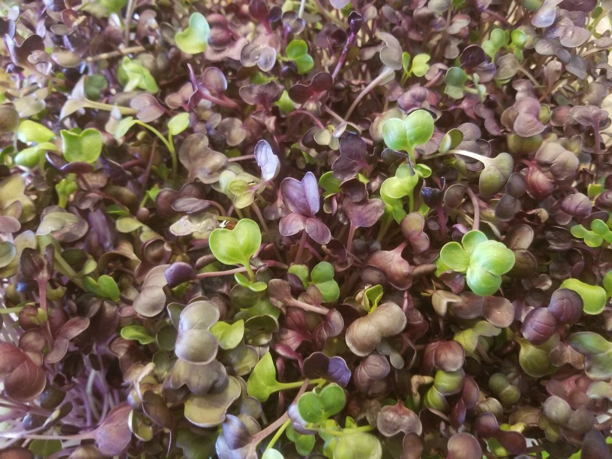 rambo purple radish 2oz (0-10 days until harvest)