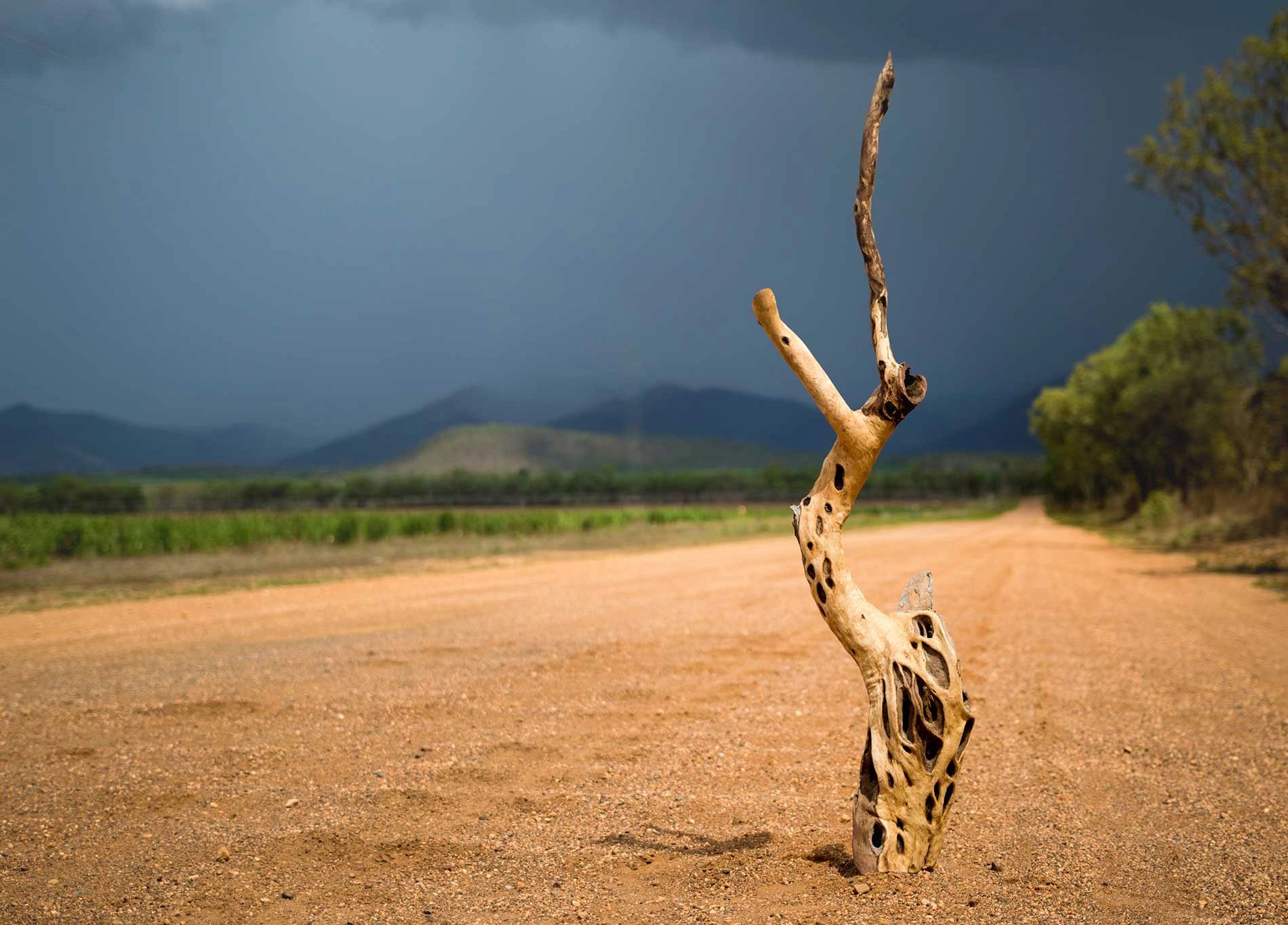 Rare Exotic Treasures Feature Displays