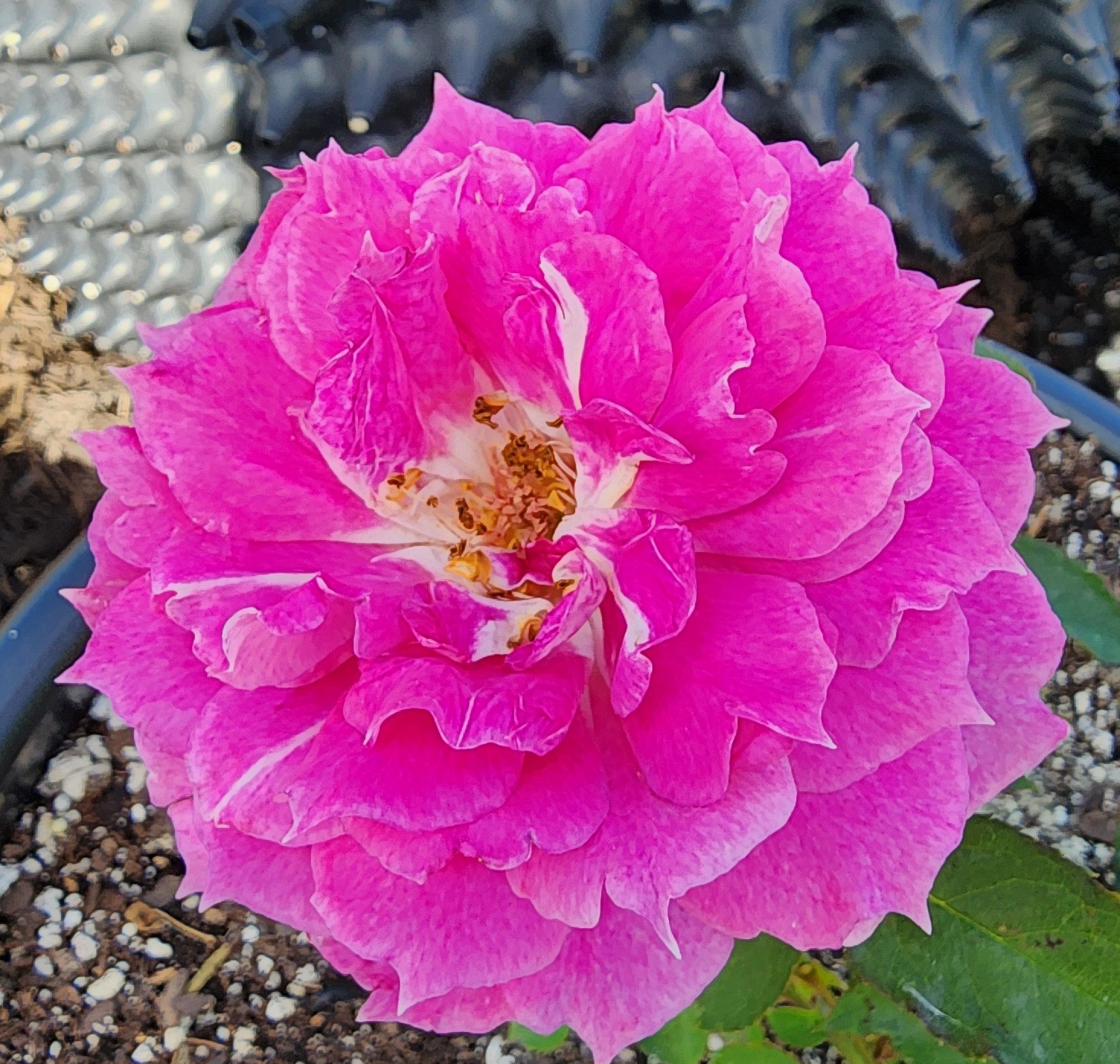 Rose Bushes for Sale - FoxViewRoses