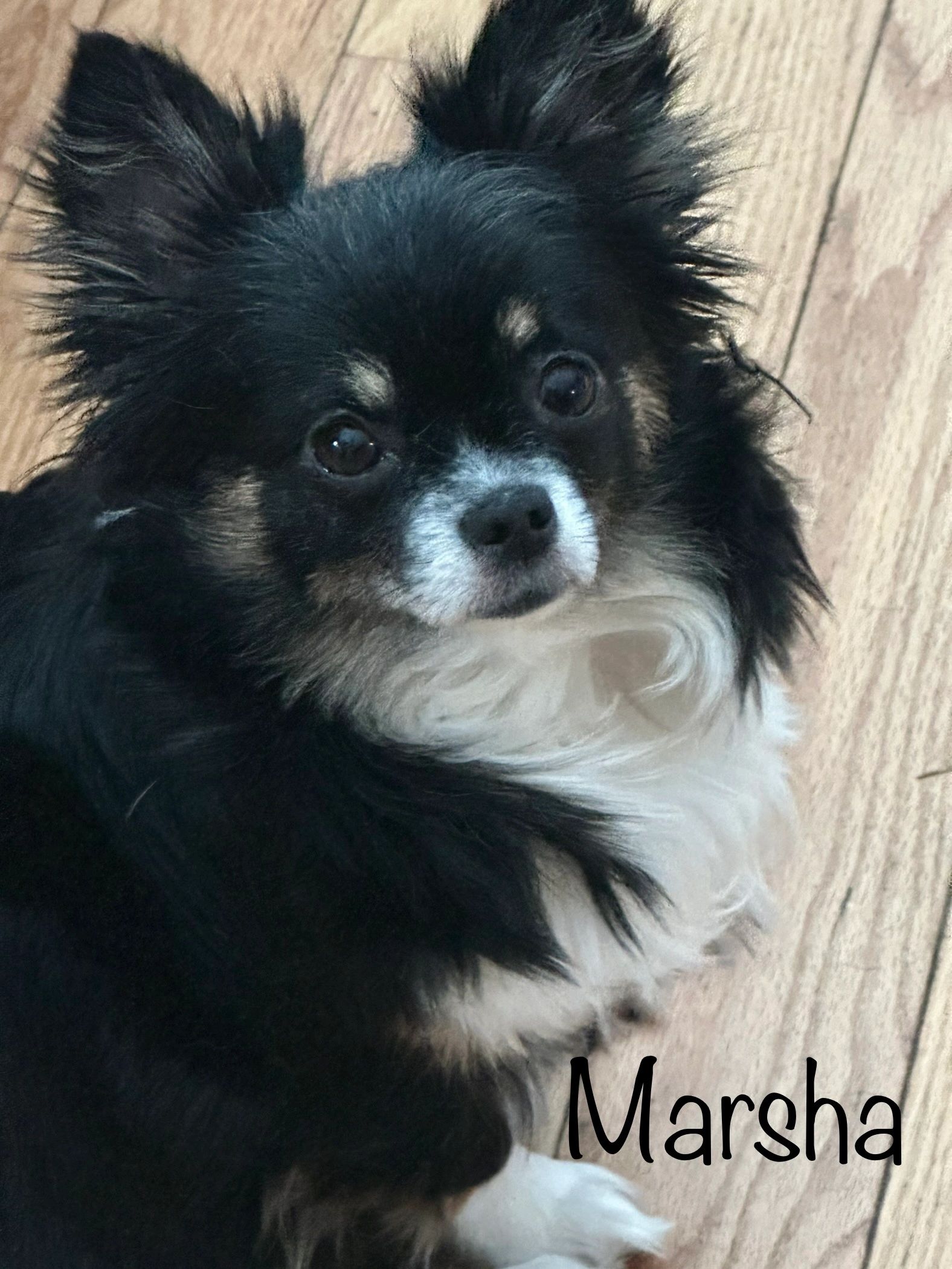 Happy St. Patrick’s Day and Happy Birthday to our MARSHA!!