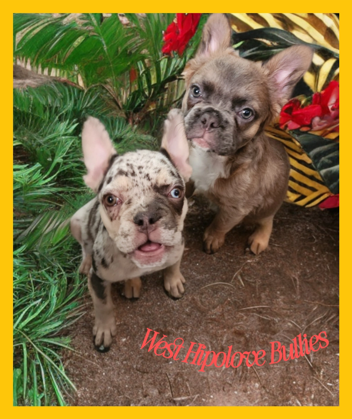Top Frenchie Breeder: Quality French Bulldogs