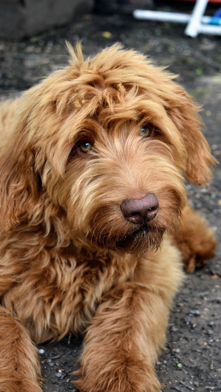 Lester's Doodles of Texas - Available Puppies, Sheepadoodles ...