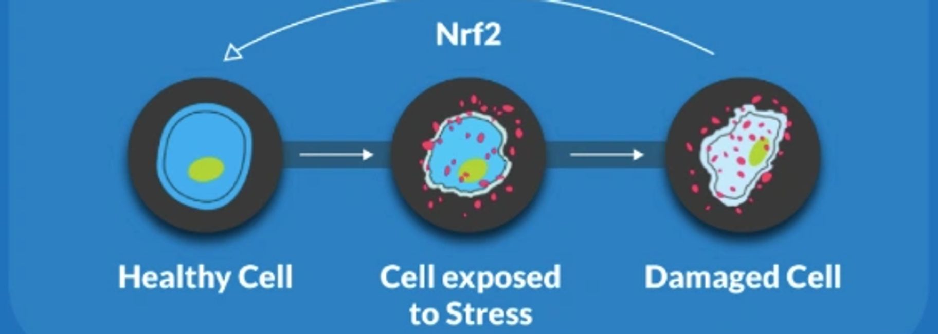 Nrf2 For Your Skin | Nrf2 & Nutrigenomics