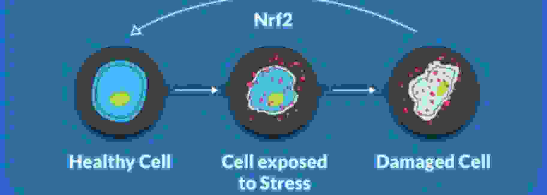Nrf2 For Your Skin | Nrf2 & Nutrigenomics