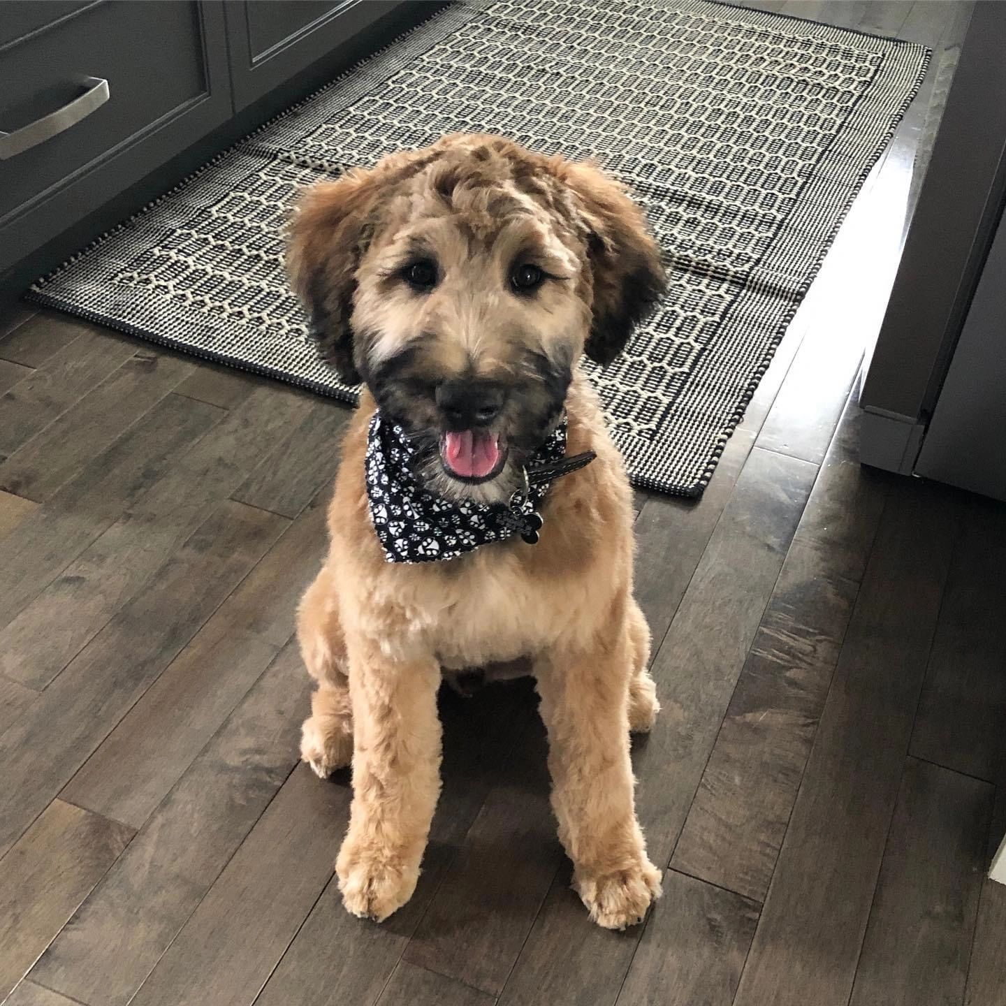 Mini Whoodle Full Grown