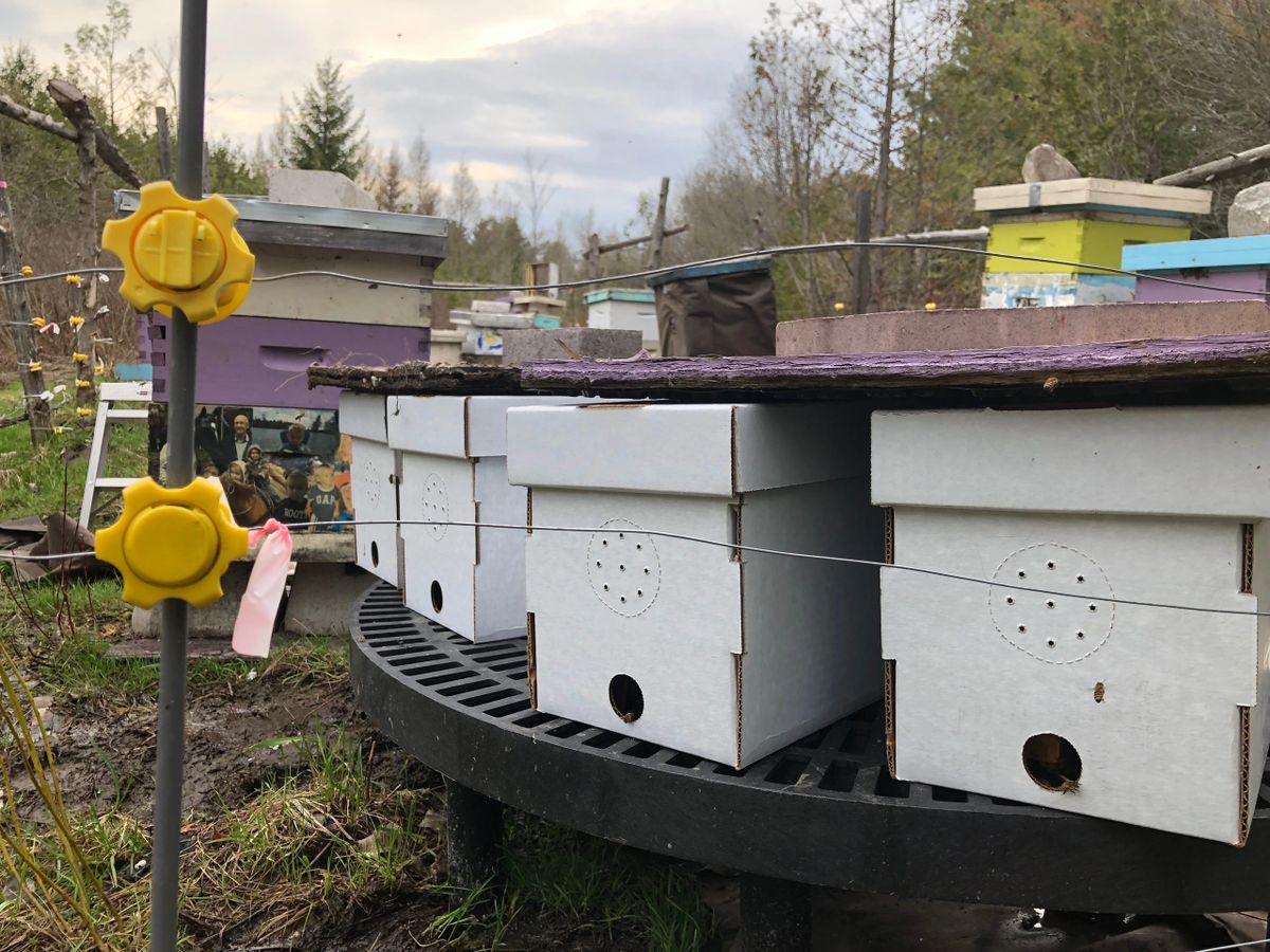 NUC colony of bees. California Carniolian Queen with brood and honey ...