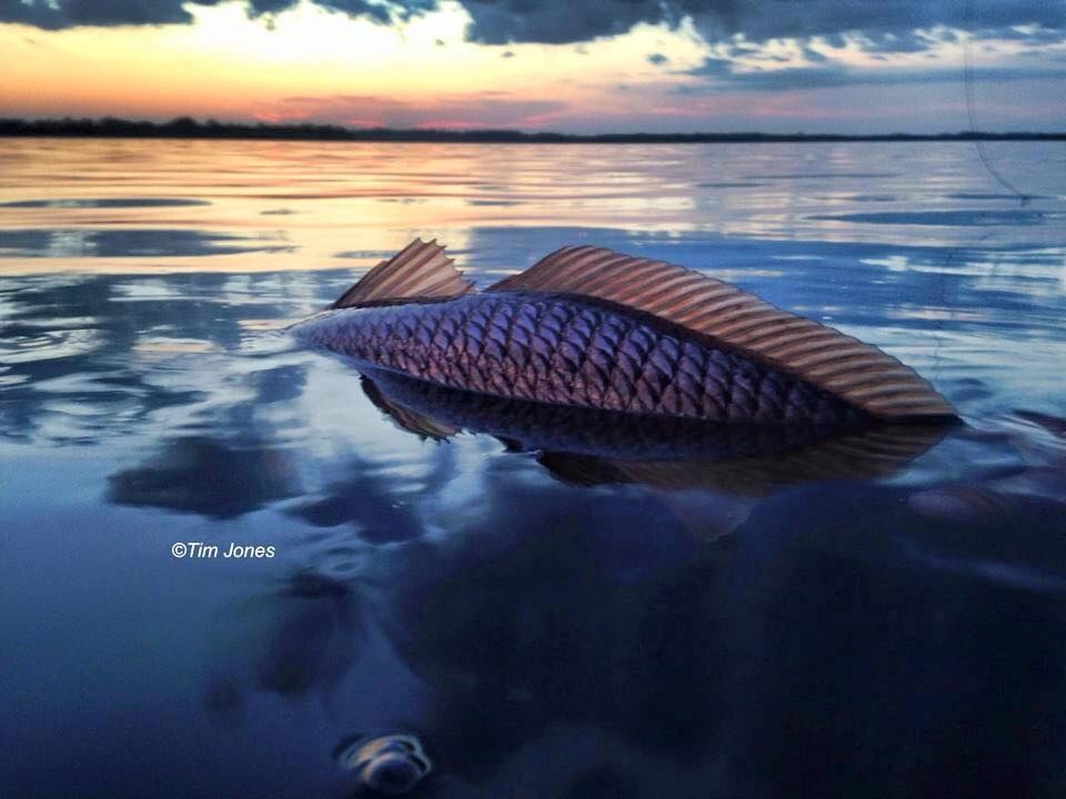 #1 Matlacha Fishing Charters | Guides for Snook, Tarpon and Redfish ...