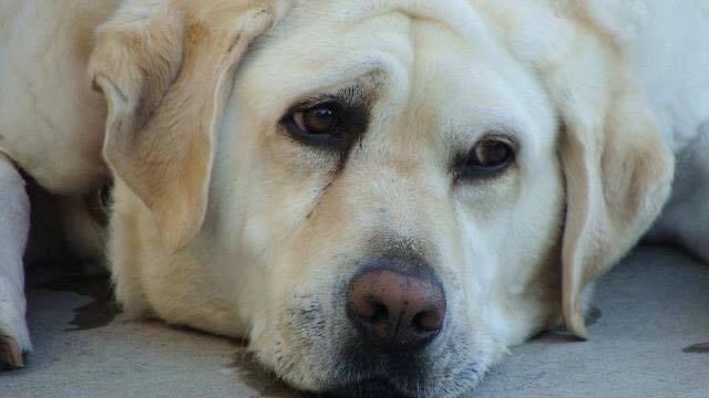 Professional Dog Grooming Services - A Tangled Tail