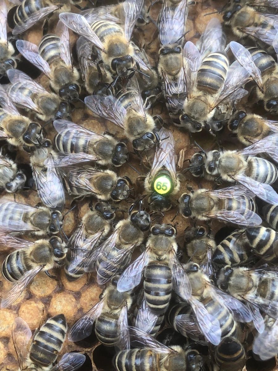 Native Croatian carnica queen bee