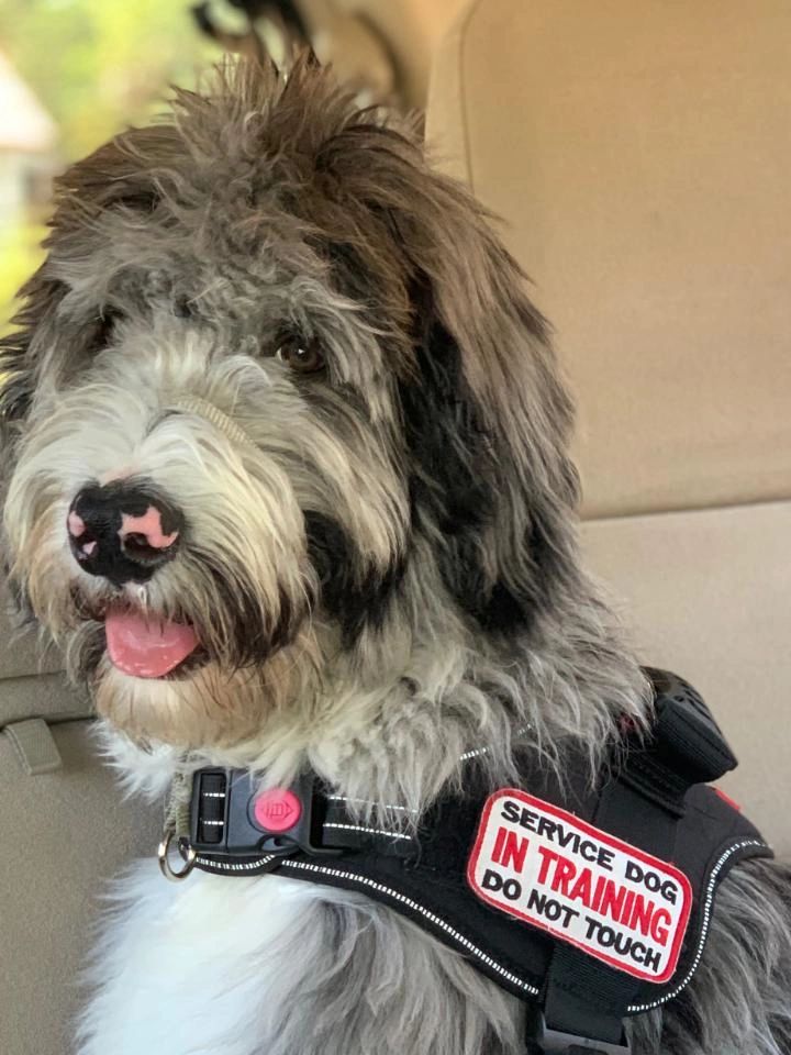 Why Can You Not Touch A Service Dog