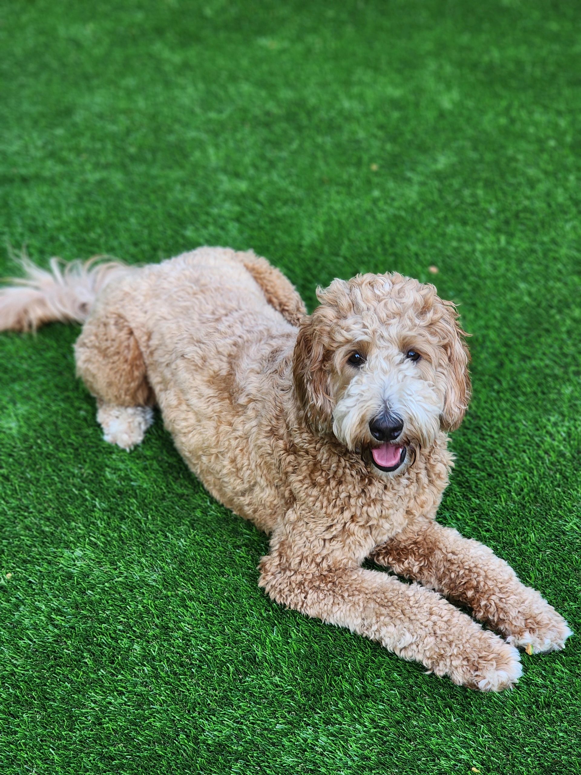 Successful Tails - Dog Training - Sebastian, Florida