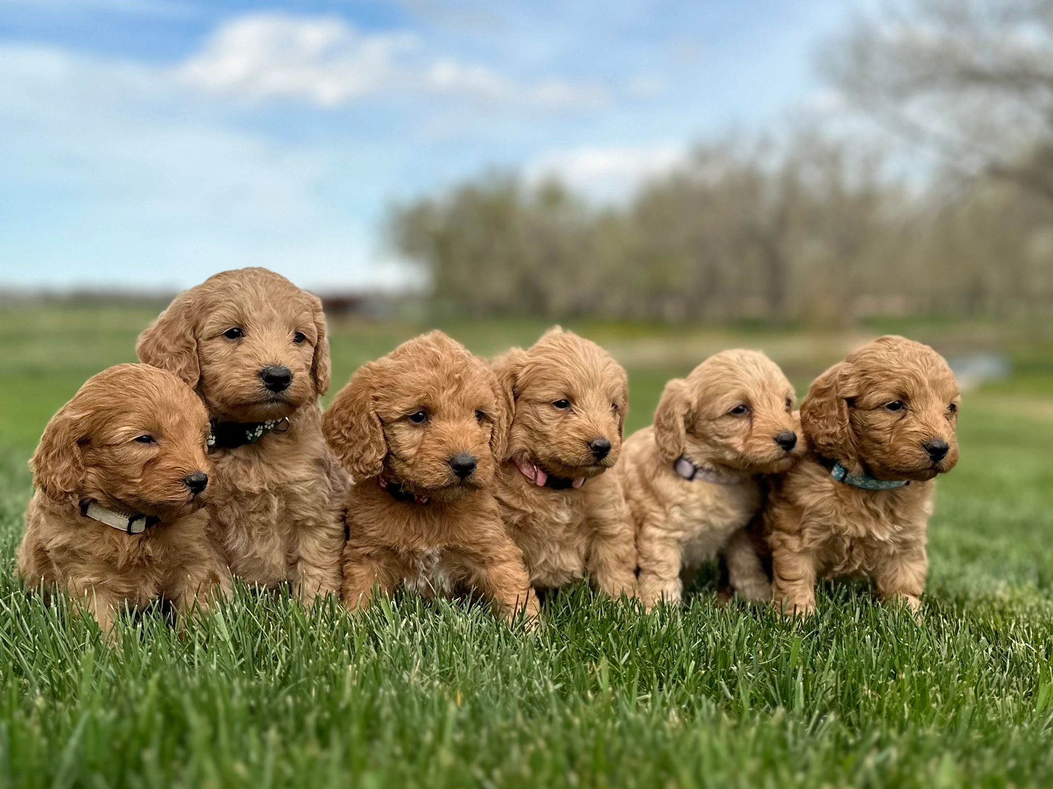 "Platte River Puppies" - Mini Labradoodles for Sale, F1b Minidoodle ...