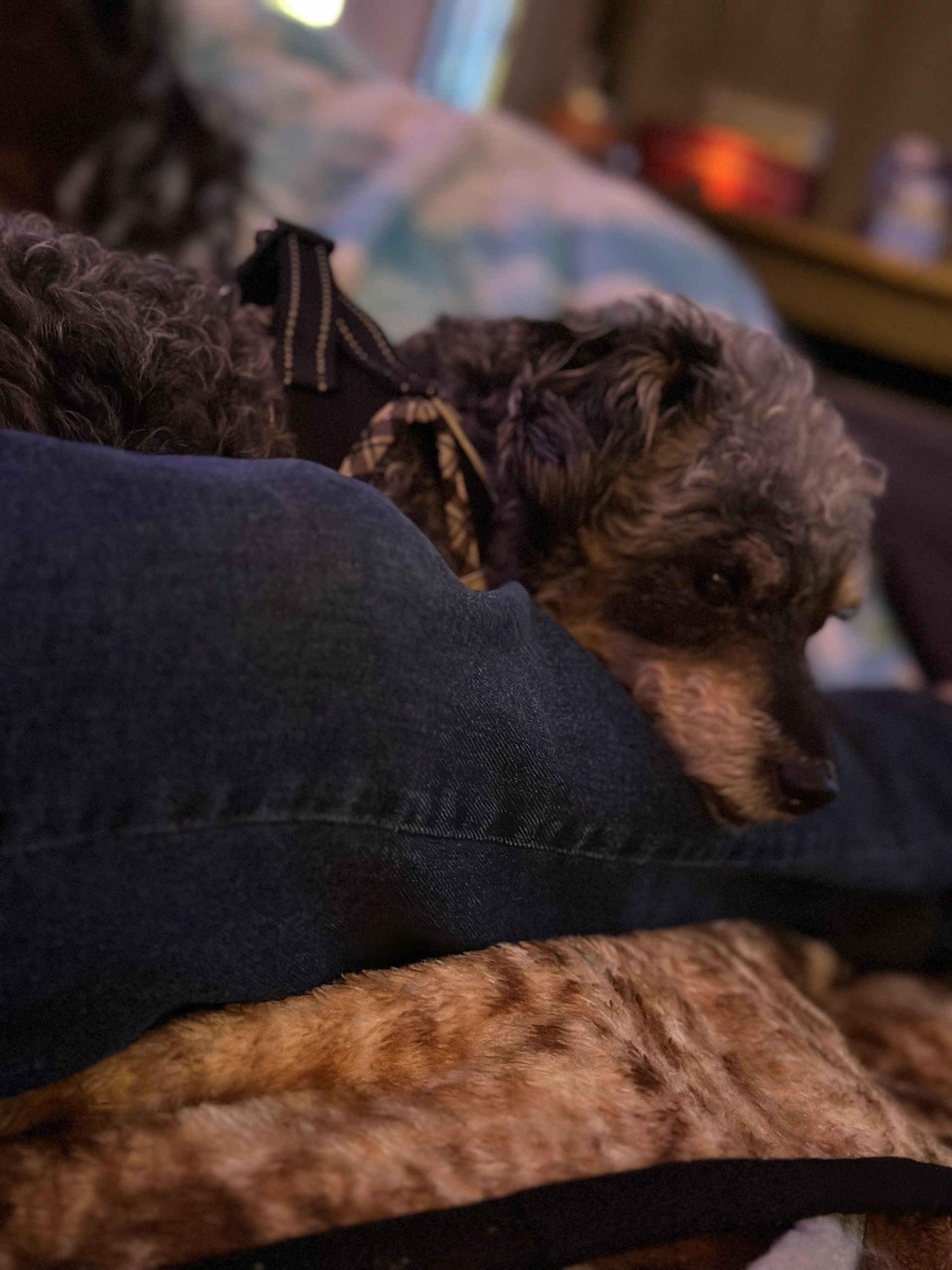 The Adventures of Toby