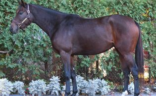 Watershed Equine, LLC