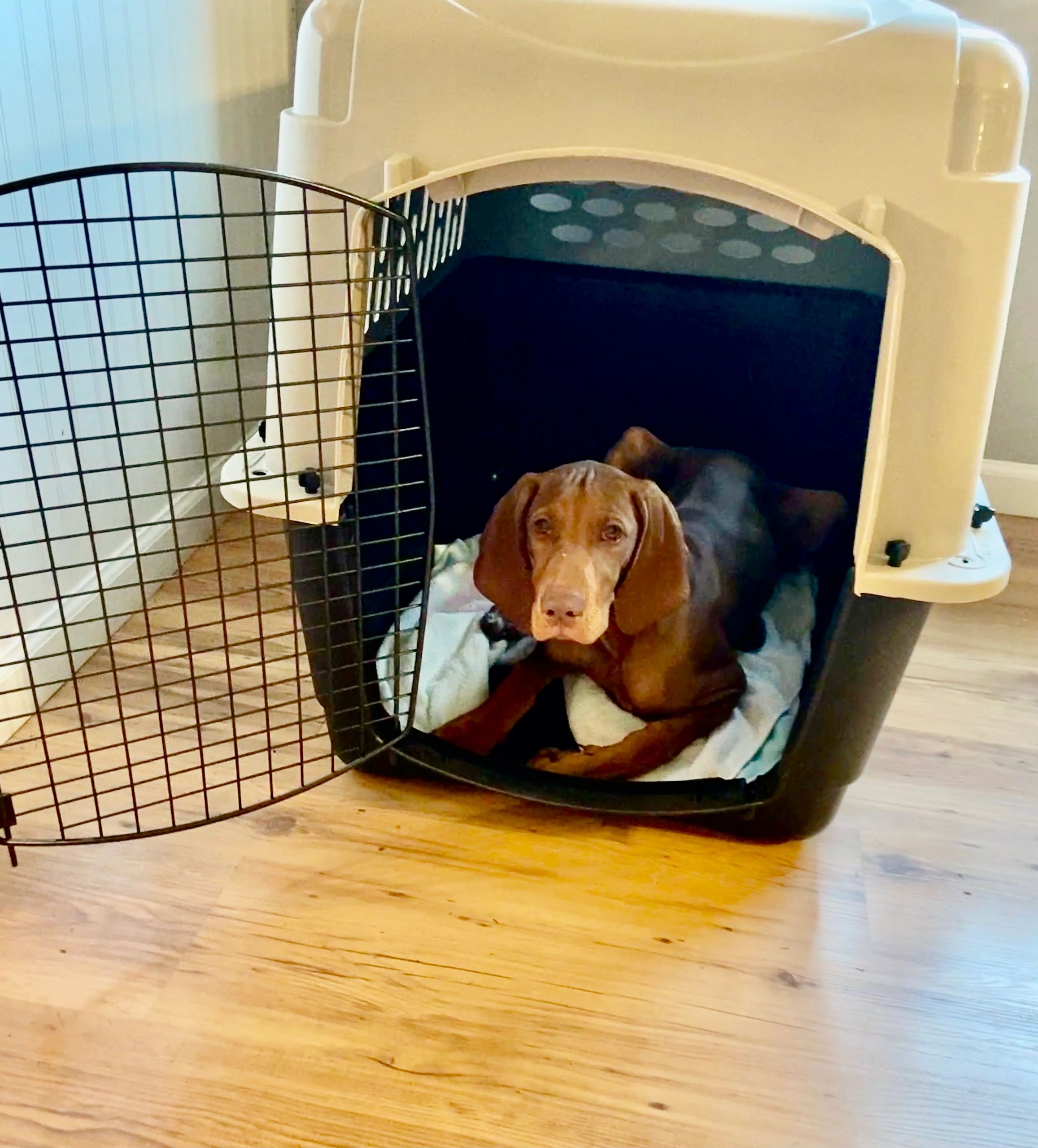 Ruda's Petmate Vari Kennel Heavy-Duty Dog Crate