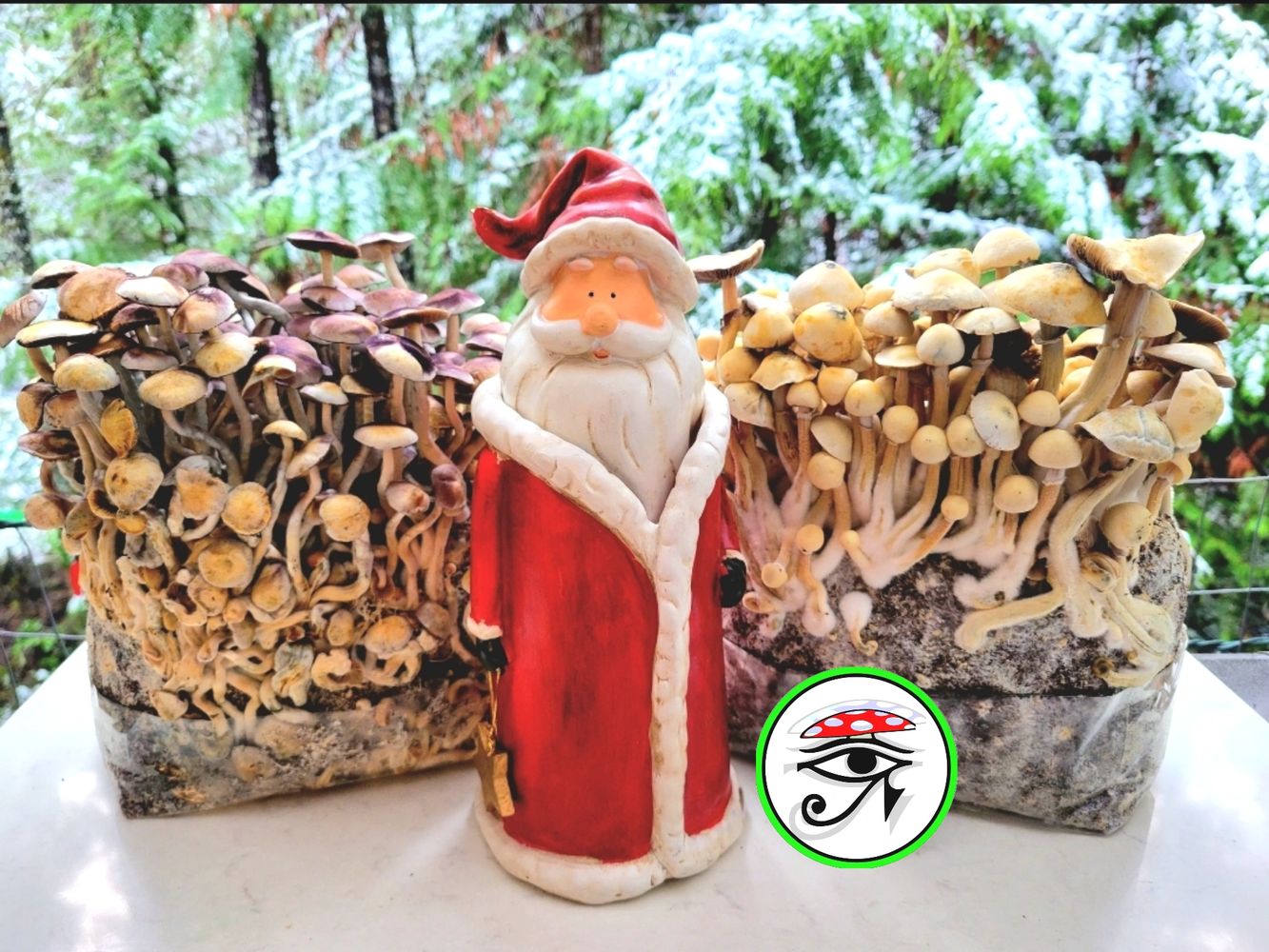 Magic Mushroom Genetics Spores Growkits