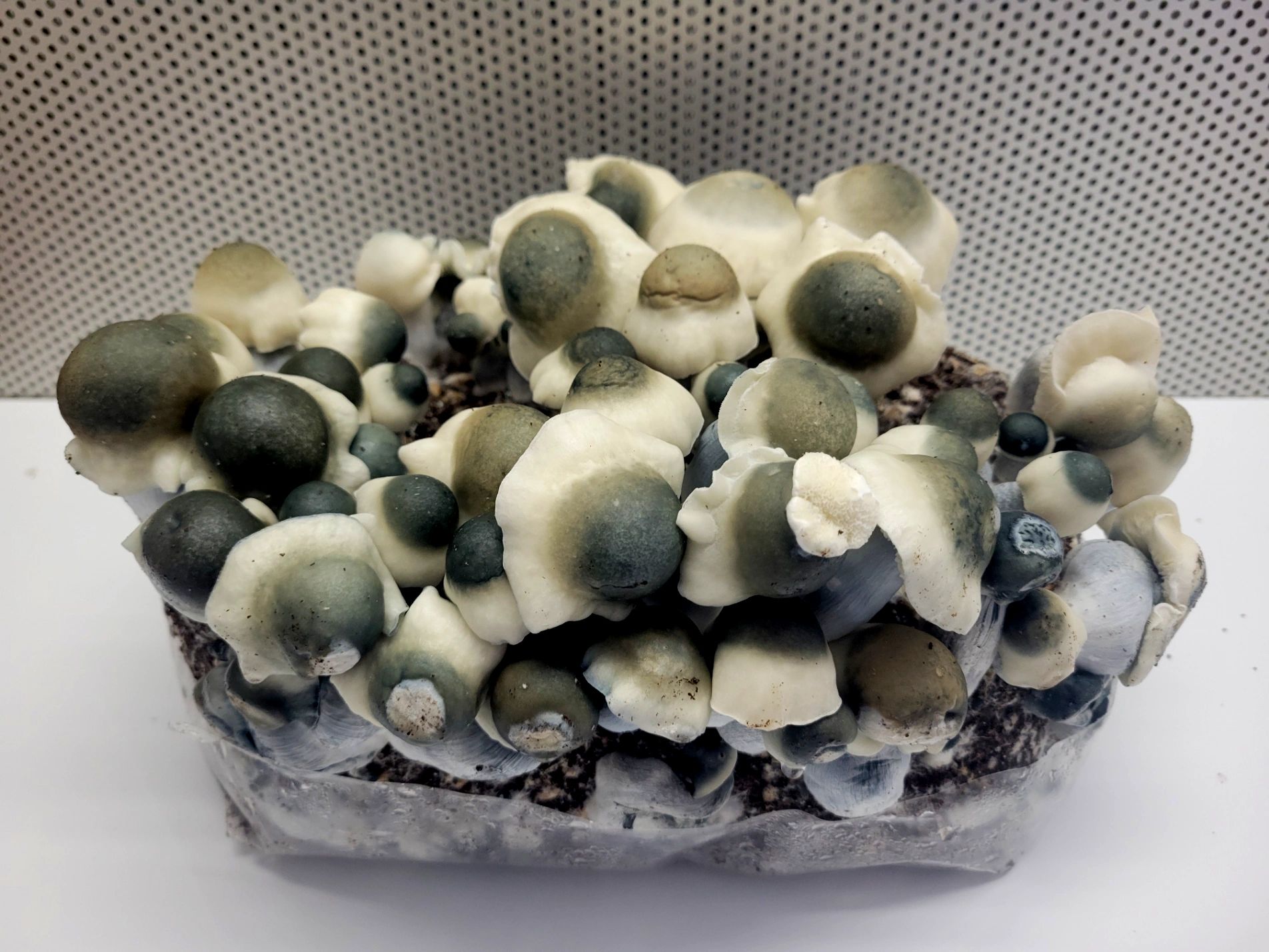 Ra Mushrooms - Magic Mushroom Genetics & Mycology