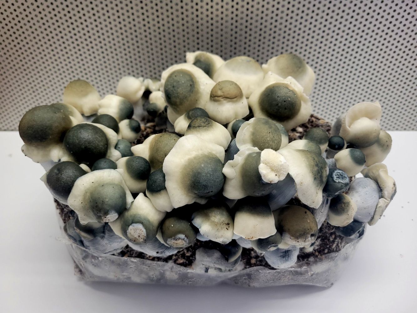 Ra Mushrooms - Magic Mushroom Genetics & Mycology