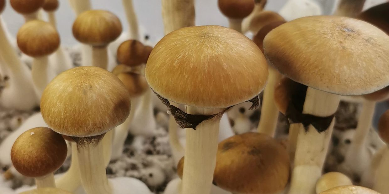 Ra Mushrooms | Premium Psilocybin Mushroom Genetics | Psychedelic ...