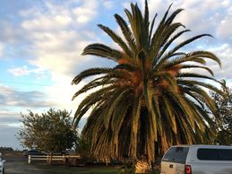 I want to sell my Palm Tree, We Buy Palm Trees | South Coast Wholesale