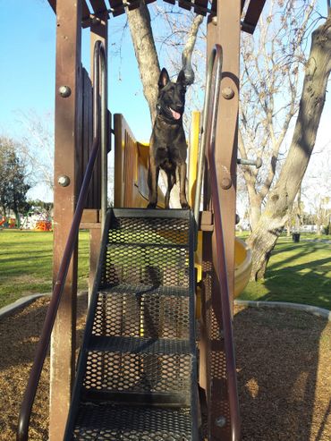 Dog Training & Animal Behavior - Evolution Dog Training Center