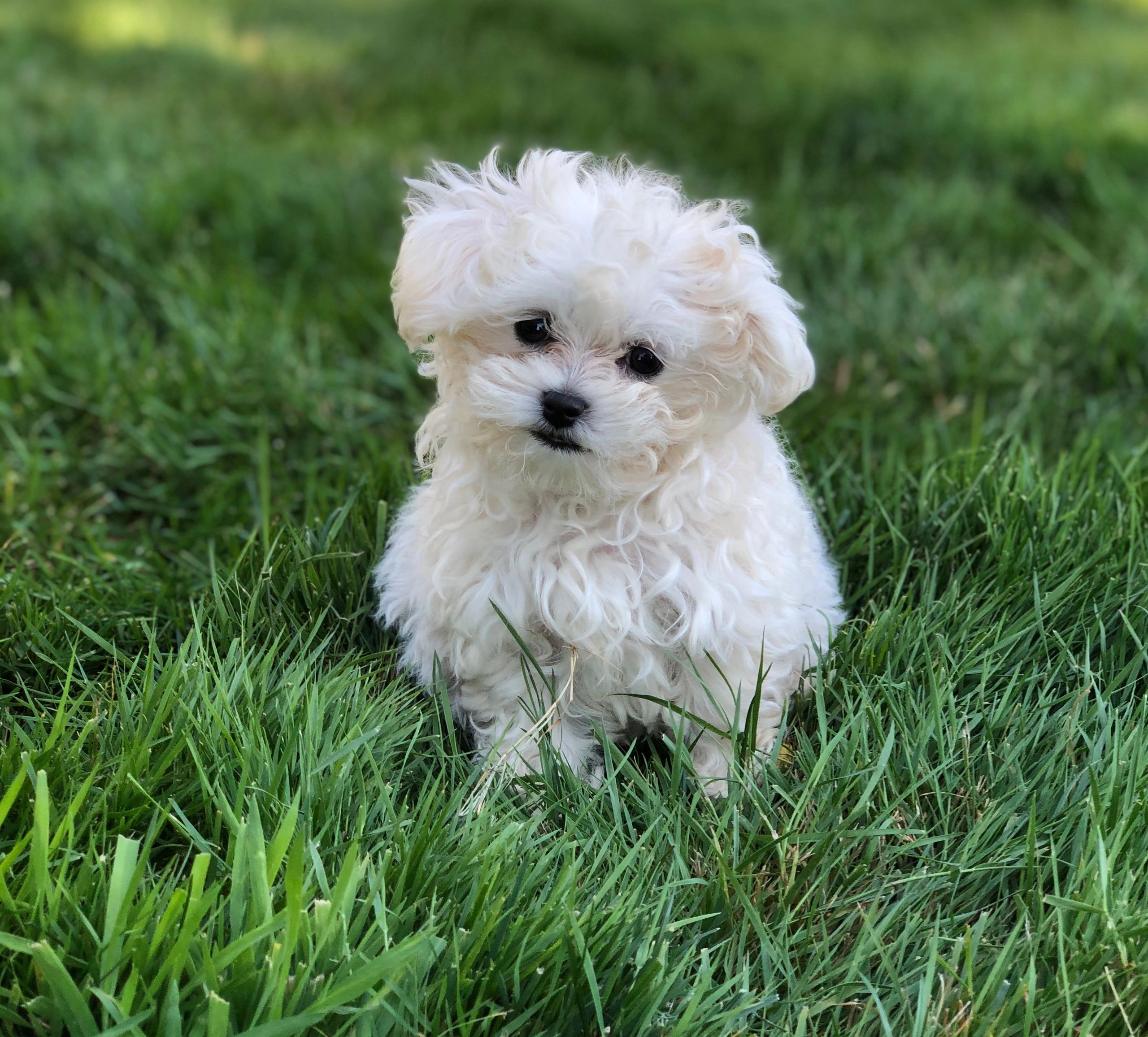 Polos Maltipoos - Maltipoo, Pets, Toy Puppy