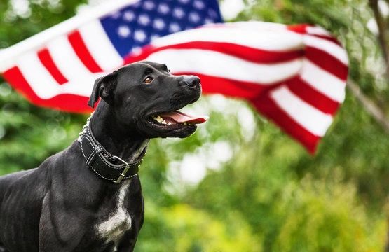 Taking Your Dog to the United States; a Step by Step Guide