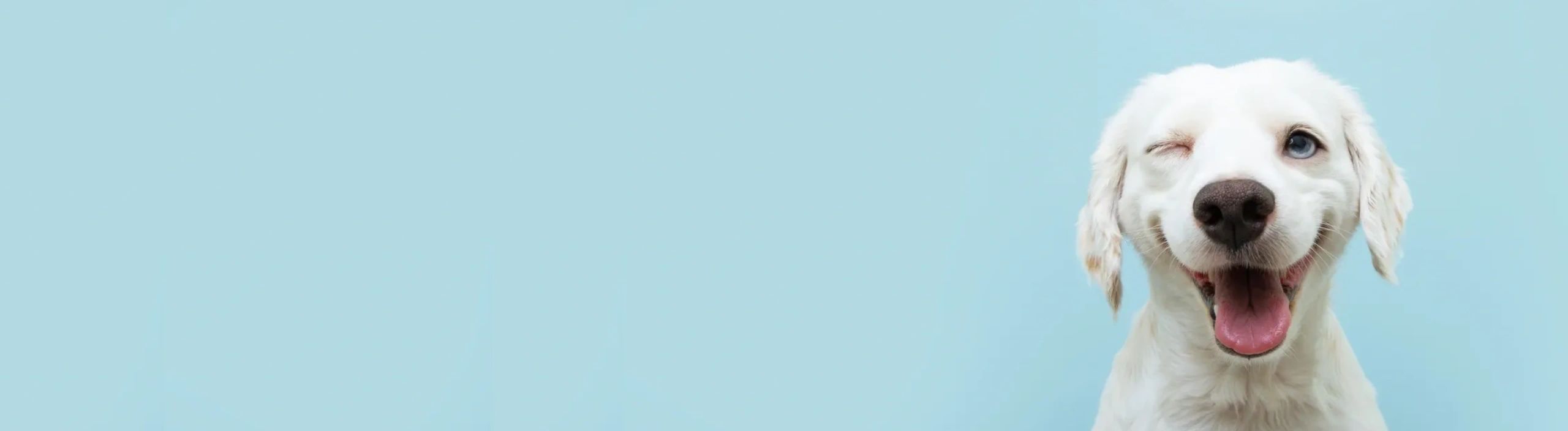 Low Cost Animal Health Certificates AHCs From 80 low-cost-animal-health-certificates-ahcs-from-80