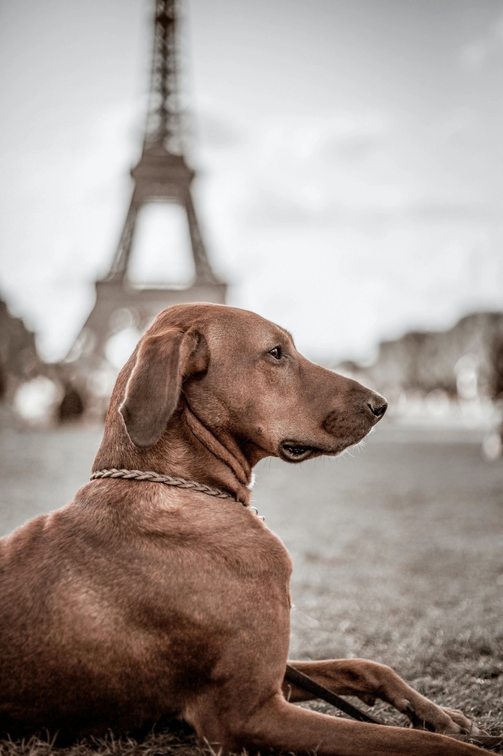 Taking your dog to France in 2024; A step by step guide
