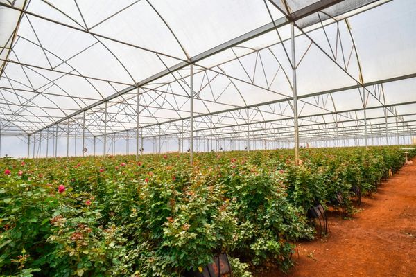 FLORA OLA GALLERY | Flora Ola