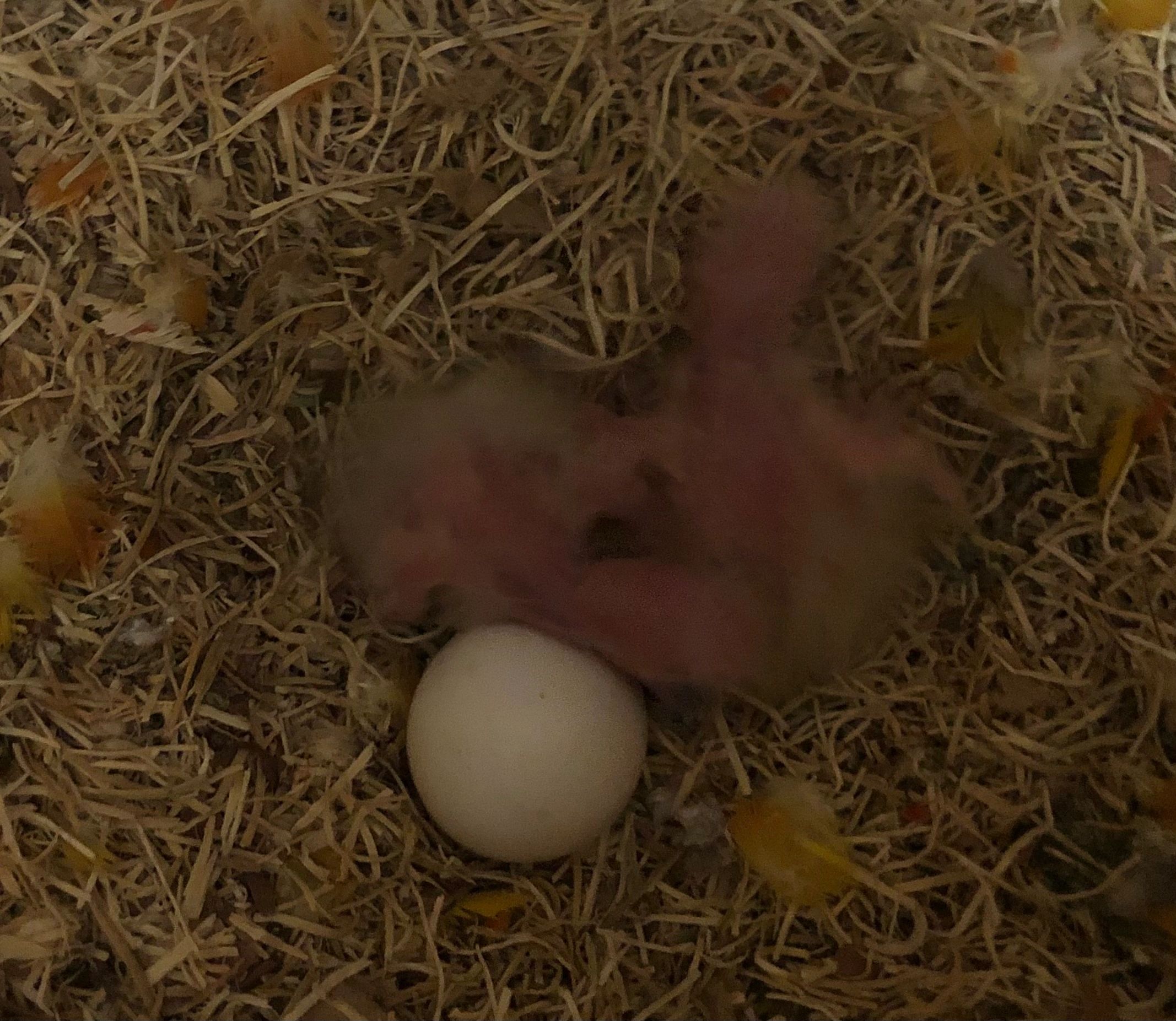 Sun Conure babies have hatched! The first 2 hatched 9/21/2023