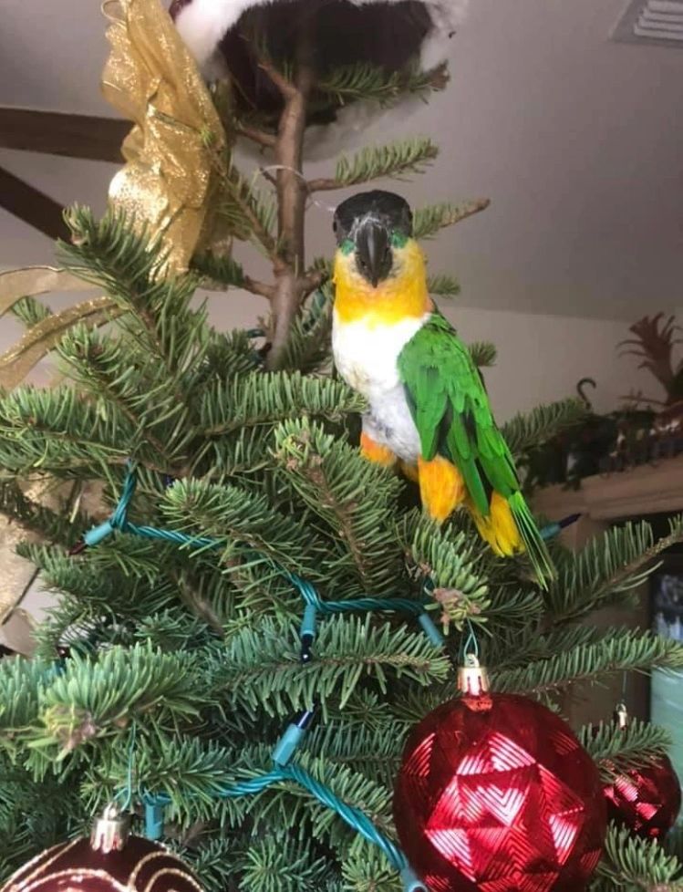 Merry Christmas and Happy Holidays from Braun's Birds