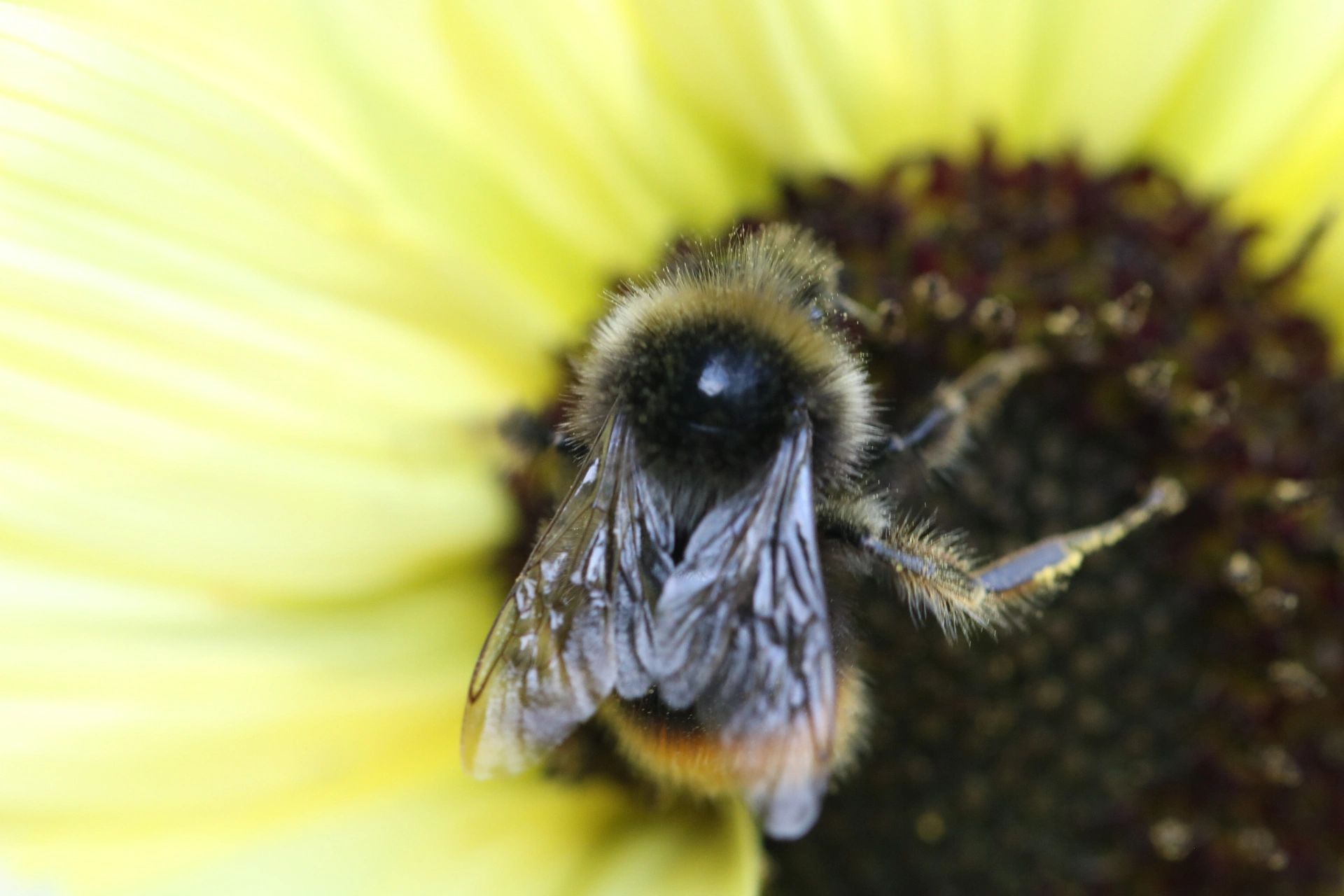 John Catton's Talk on Garden Pollinators