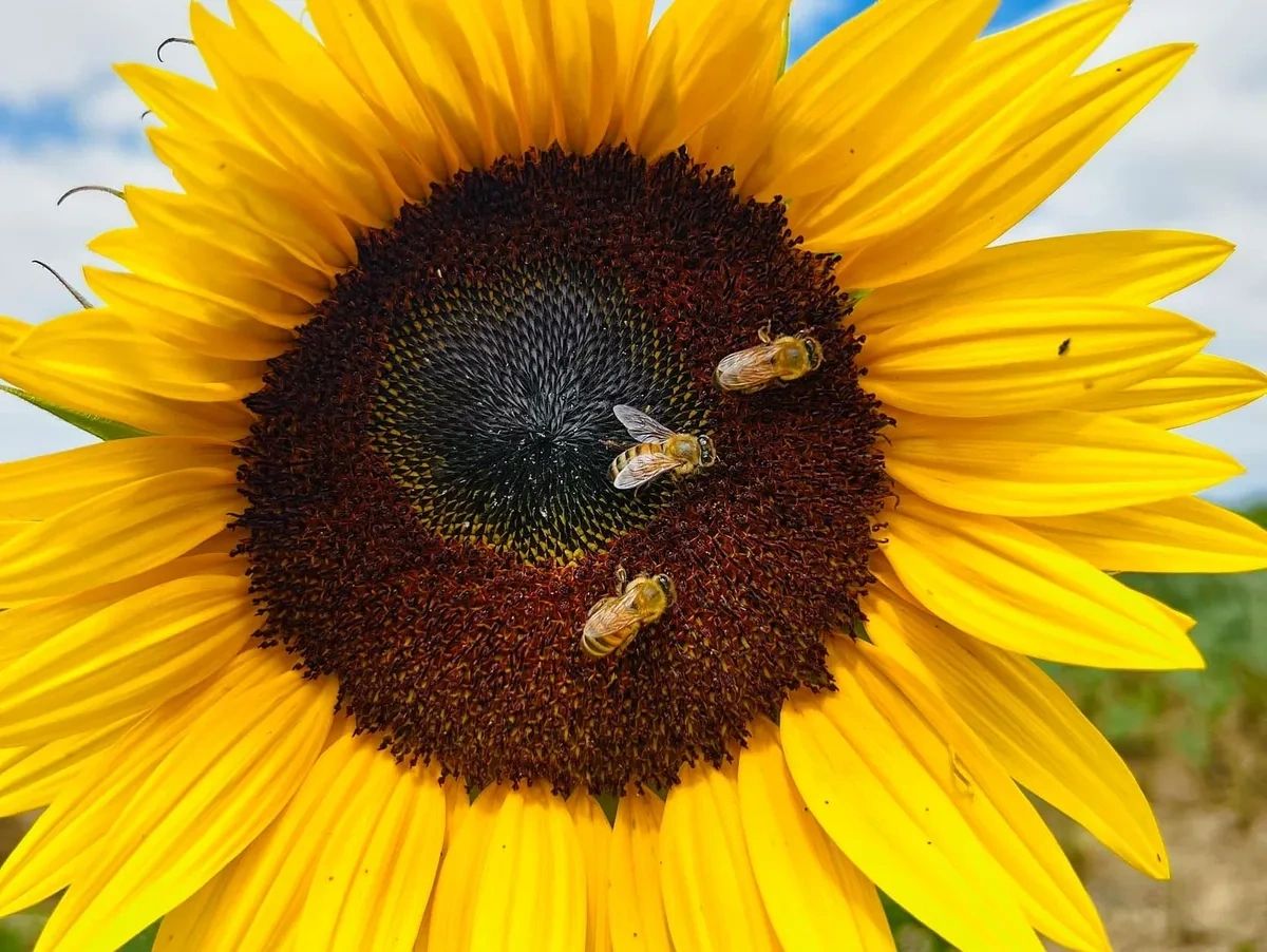 The Art of the Busy B by Busy B Brandis