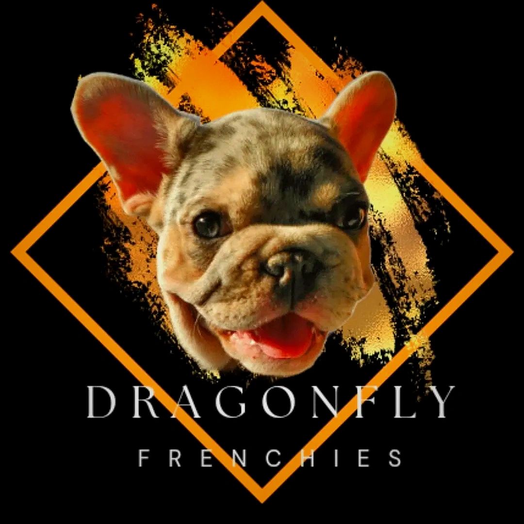 Find the Perfect Frenchie Puppy at Dragonfly Frenchies