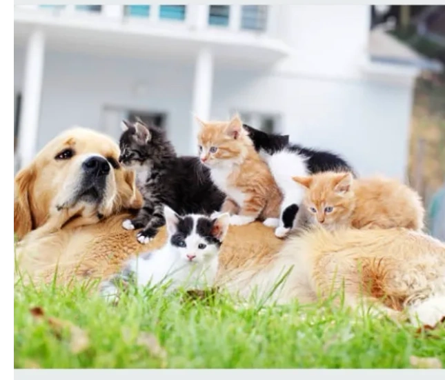 Pet adoption league - Pet Shelter, Adoption