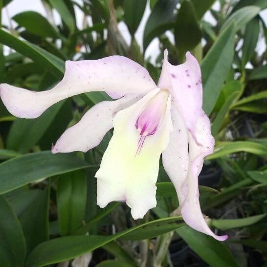 C. Glorious May x Lnt. Bonnie Riley