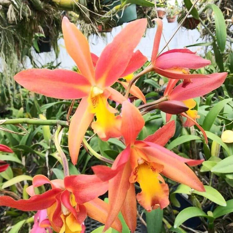 Rchg. Yaritza Rodriguez Rivera (Rth. Oropoto's Surprise x L. undulata alba)