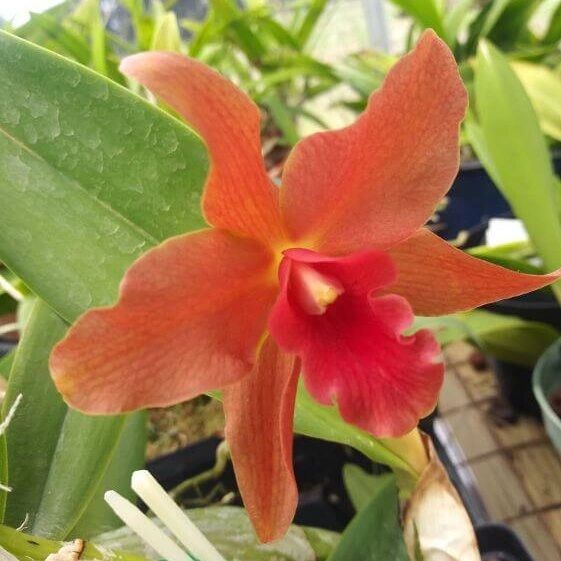 Ryc, Mem. Antoinette Storm (Rlc. Little Toshie x L. marginata)