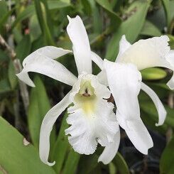 Lc. Bee's Knees (L. superbiens x C. intermedia)