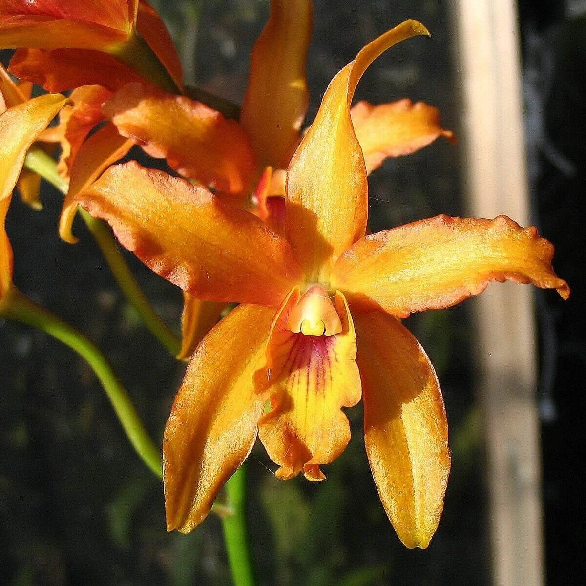 Lcn. Mem. Doug Lace (Lc. Lancer x Gur. aurantiaca)