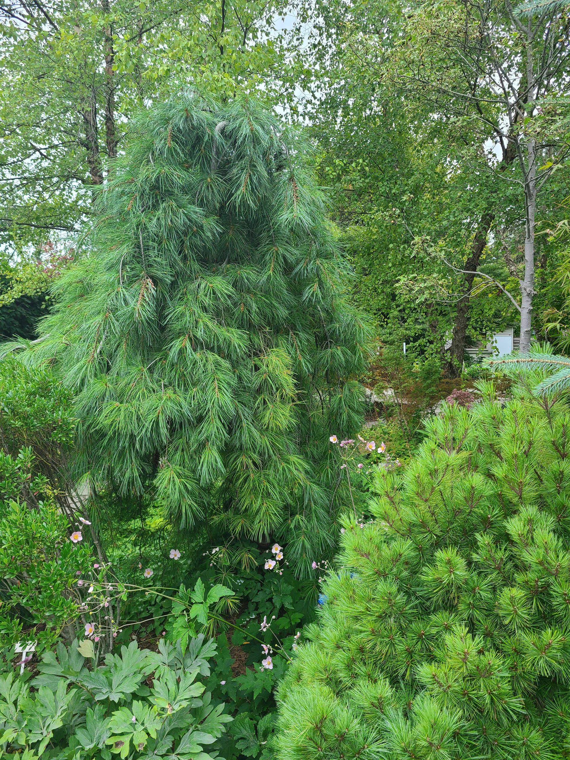 Ideal Tree Solutions - Tree Services, Shrub Pruning, Hedge Trimming