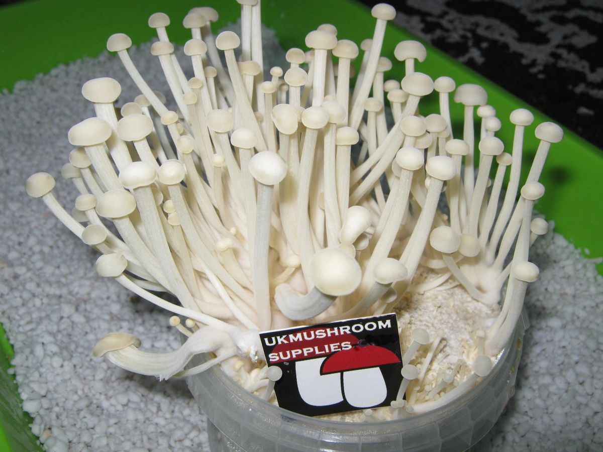 10ml enoki mushroom (enokitake) (Flammulina velutipes) liquid culture ...